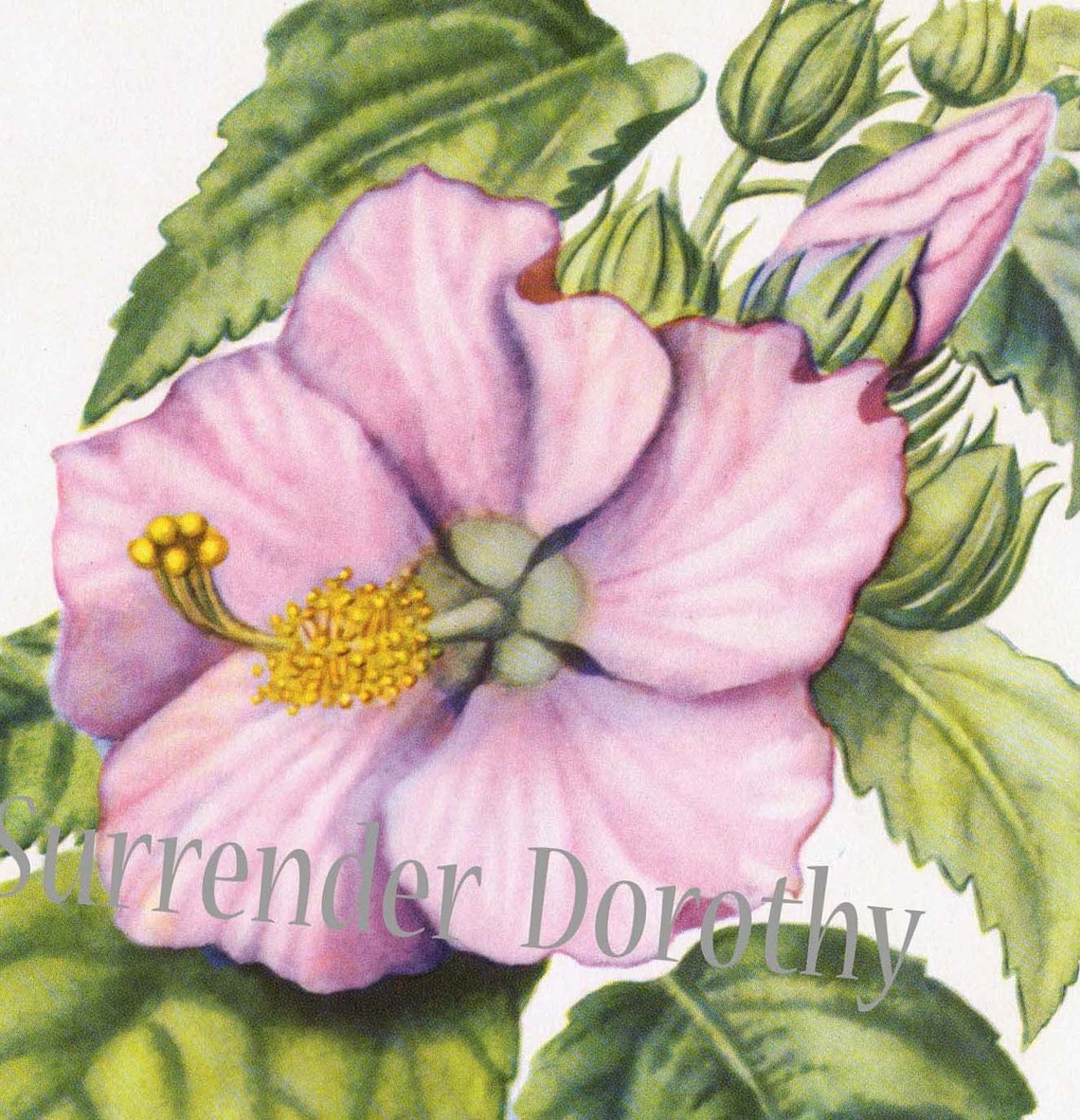 Pink Swamp Rose Mallow Flowers Vintage 1950s Botanical Lithograph Art ...