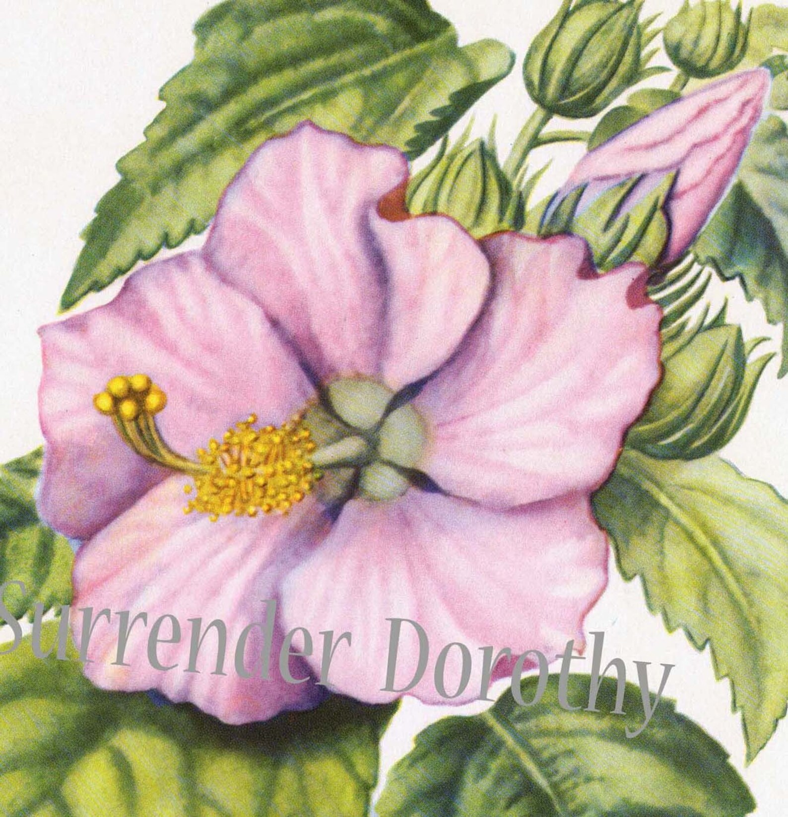 Pink Swamp Rose Mallow Flowers Vintage 1950s Botanical - Etsy