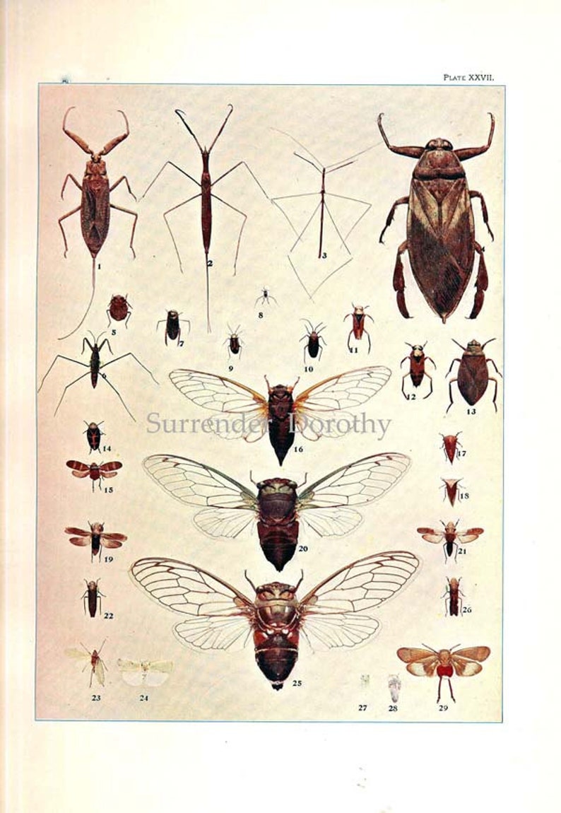 Cicada Leaf Hopper Chart 1907 Vintage Edwardian Entomology - Etsy