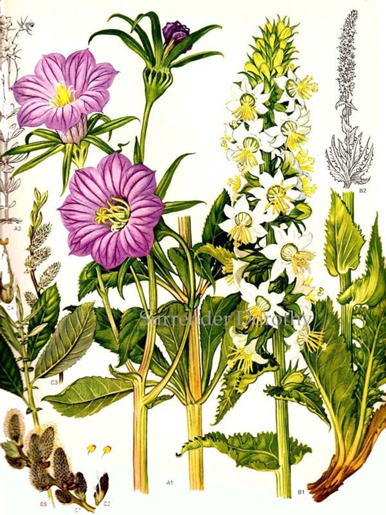 Campanula & Musk Willow Flowers Middle East Botanical Exotica 1969 ...