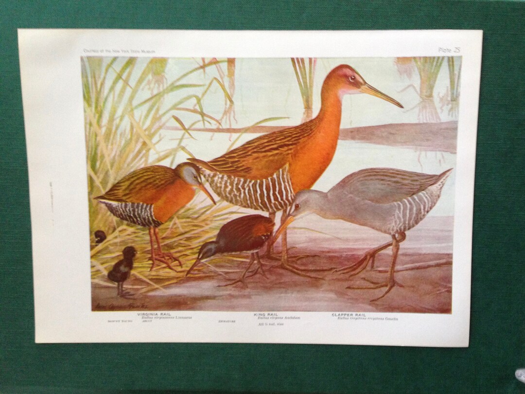 Virginia Rail King Rail Clapper Rail Birds Ornithology Lithograph Chart ...