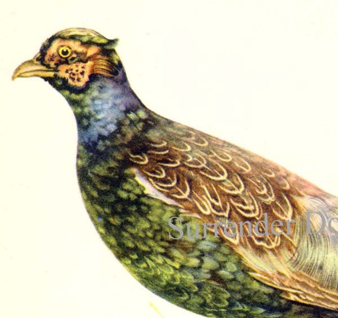 Japanese Pheasant Phasianus Versicolor Bird Ornithology Natural History ...