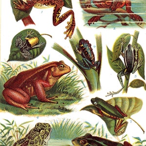 Frog & Toad Chart Edwardian Natural History Lithograph Illustration to ...