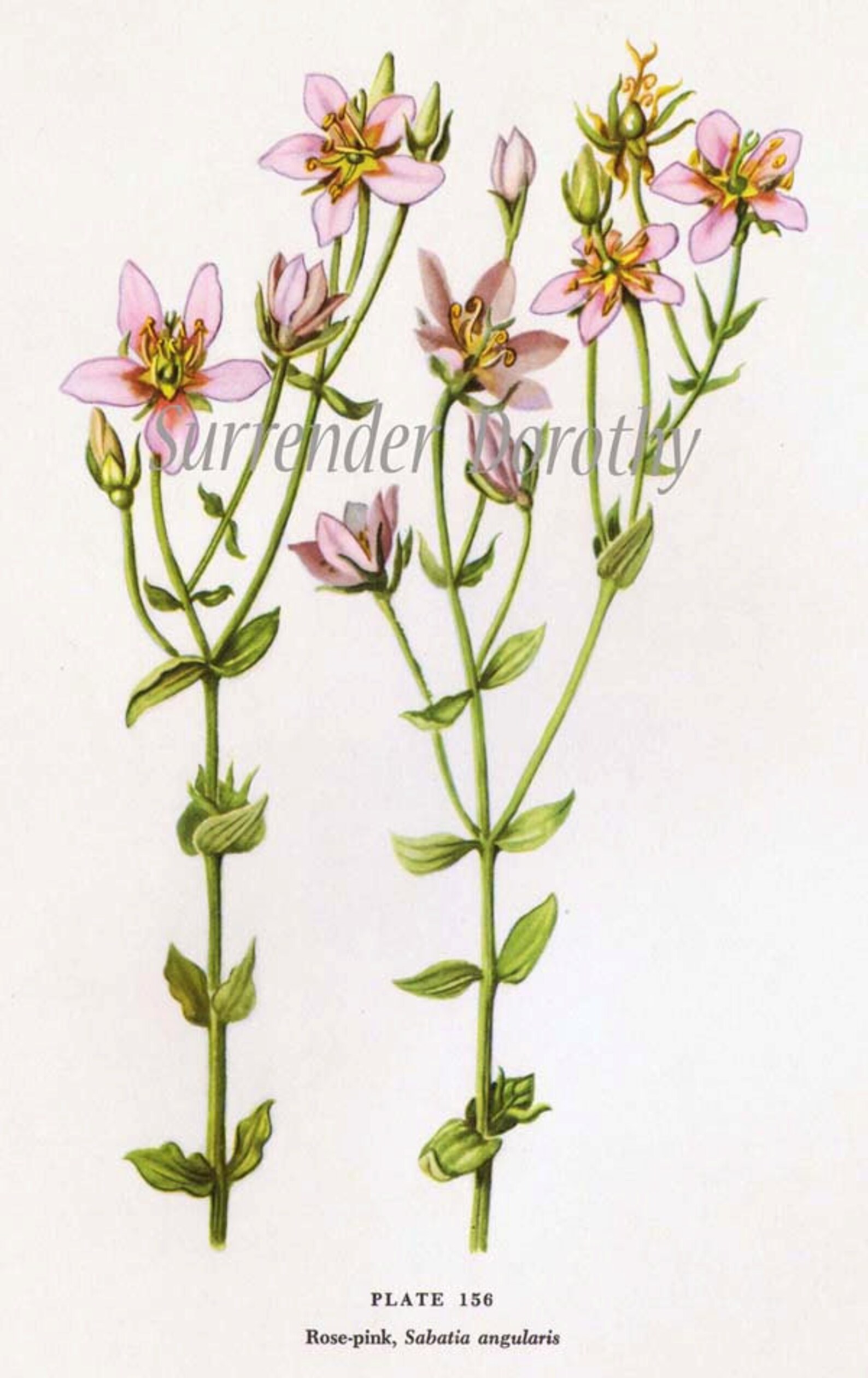 Rose Pink Flower Botanical Lithograph Vintage Cottage Garden Print to ...