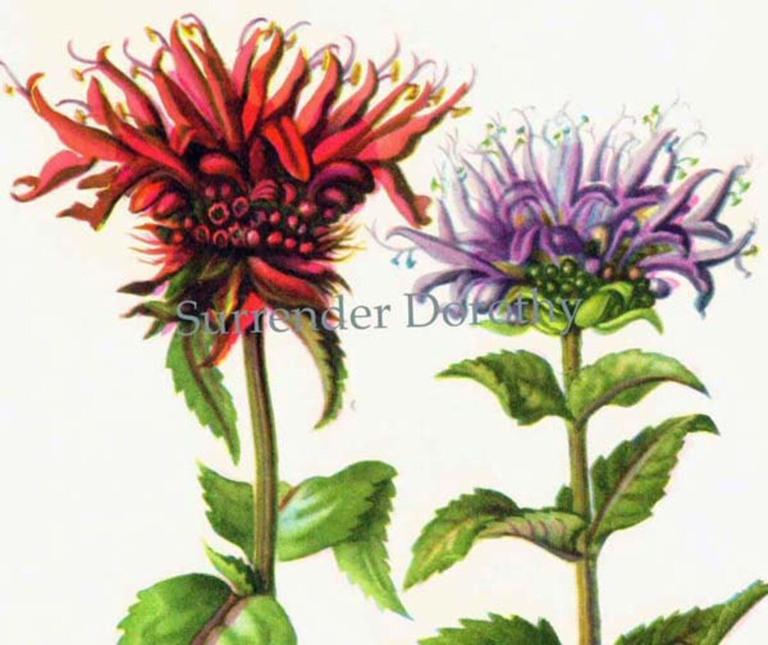 Beebalm Oswego Tea Monarda Didyma Flower Botanical 1950s Vintage ...
