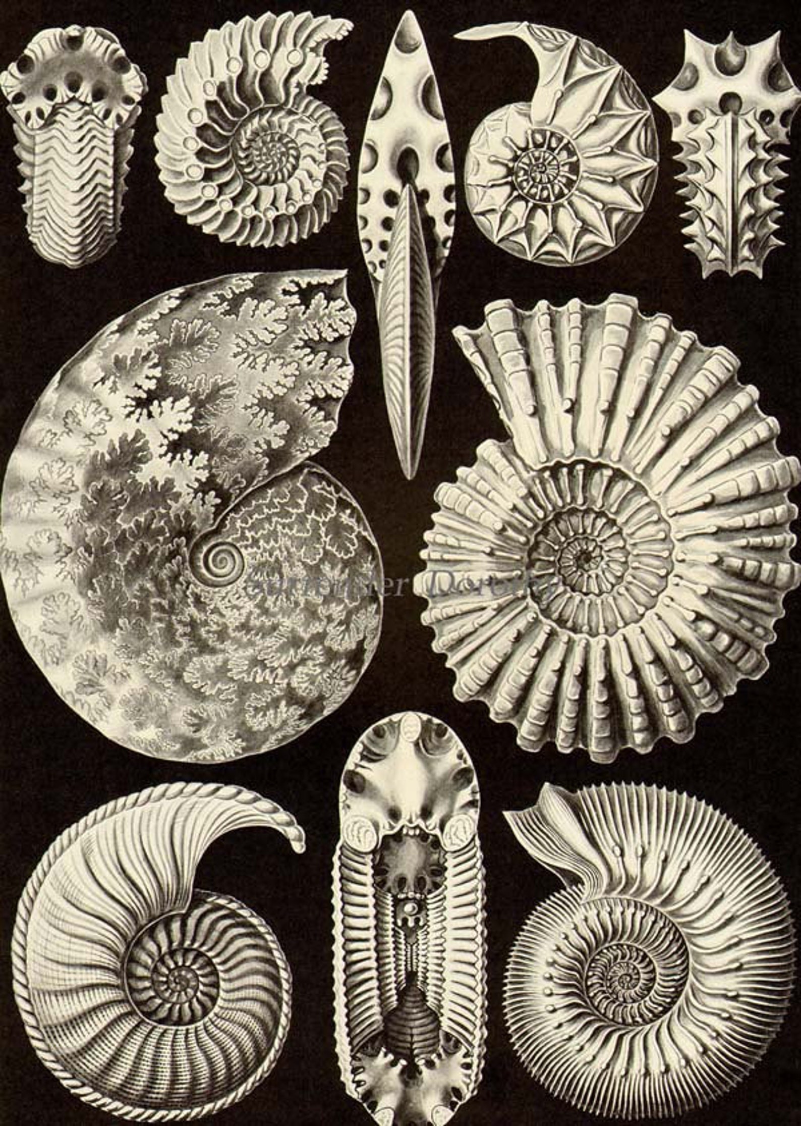 Ammonite Nautilus Shell Formations Sea Slug Sea Hag Haeckel Print ...