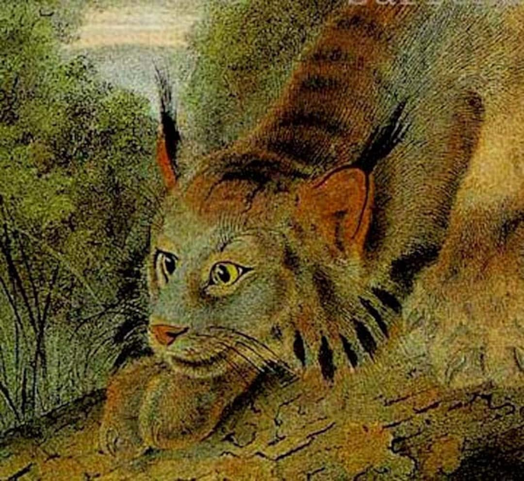 Canada Lynx Big Cat Lithograph Audubon Wild Animal Natural History ...