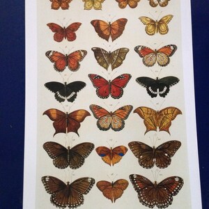 Tropical Butterfly Insects Seba Entomology Natural History Bug ...