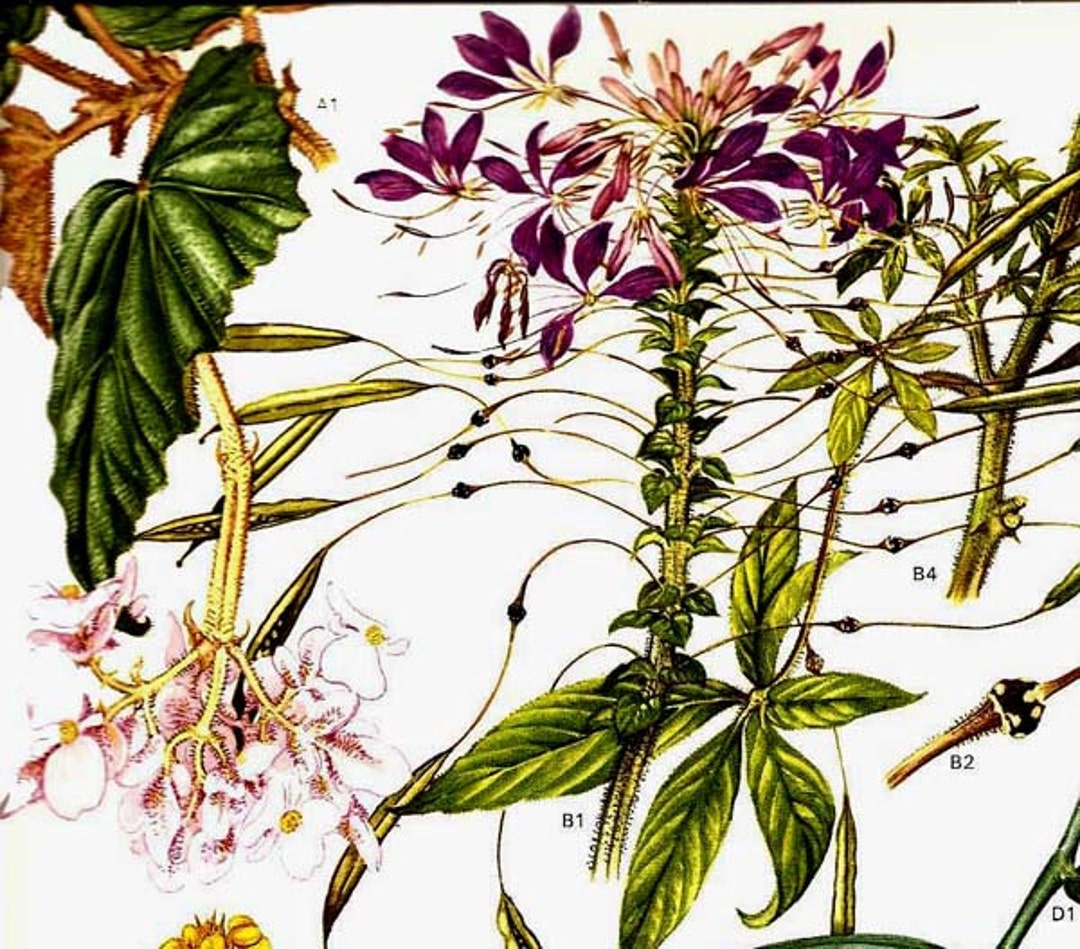 Begonia Cleome Spider Flower Central South America Botanical Exotica ...