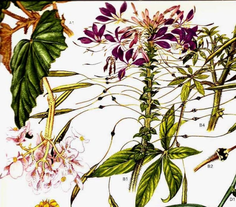 Begonia Cleome Spider Flower Central South America Botanical - Etsy