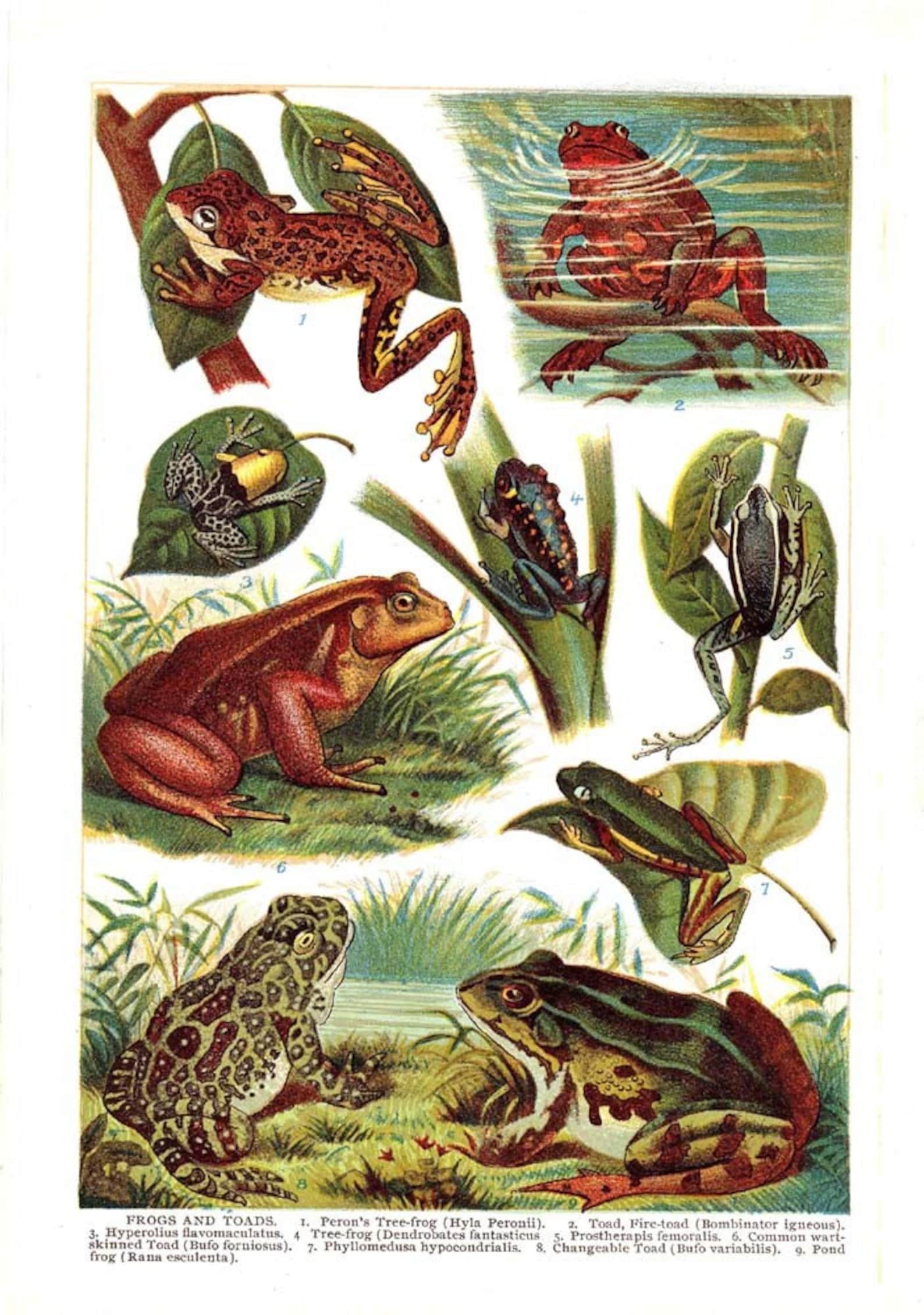 Frog & Toad Chart Edwardian Natural History Chromolithograph | Etsy