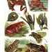 Frog & Toad Chart Edwardian Natural History Lithograph Illustration to ...