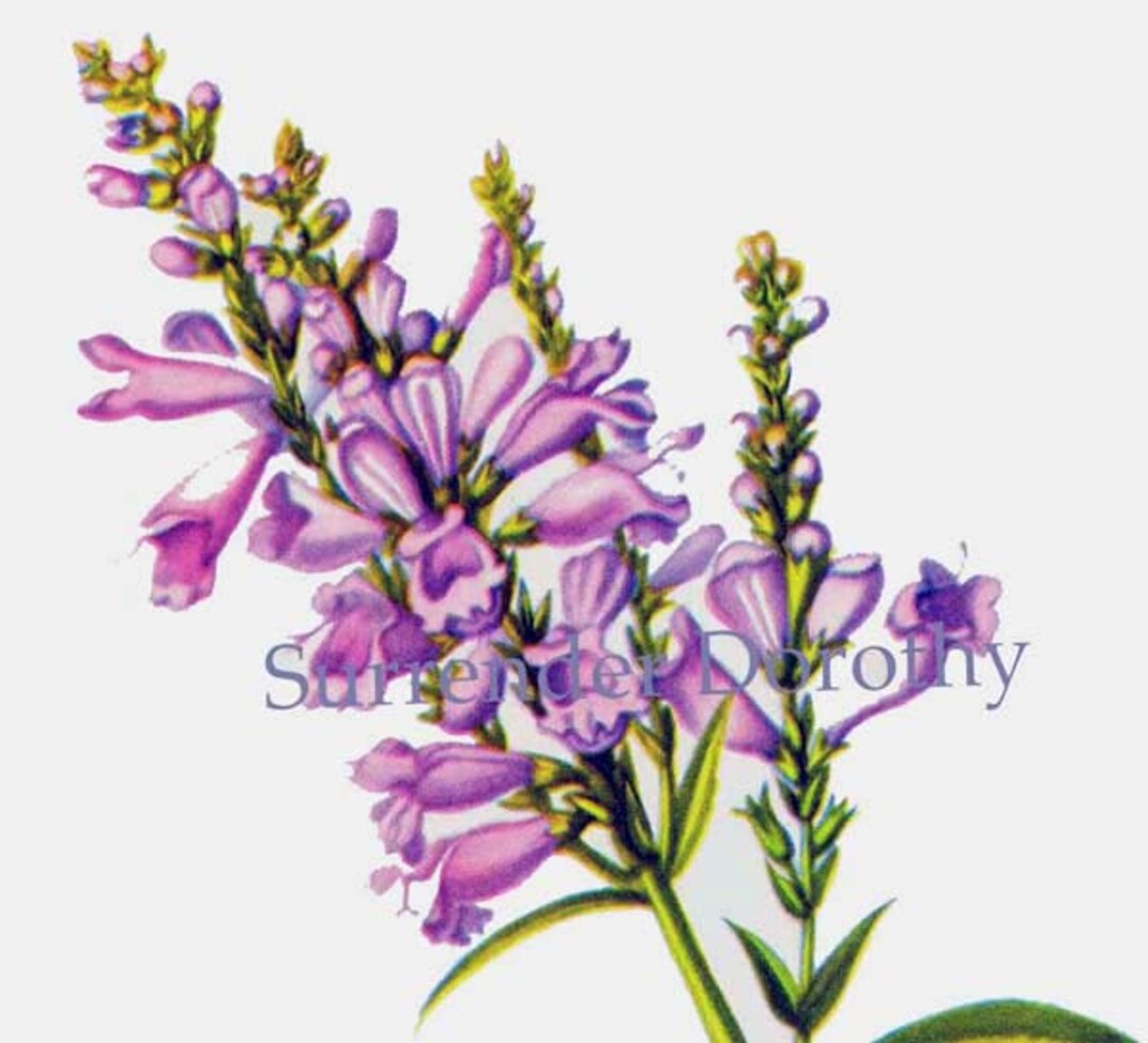 False Dragon Head Flower 1950s Vintage Cottage Botanical Lithograph Art ...