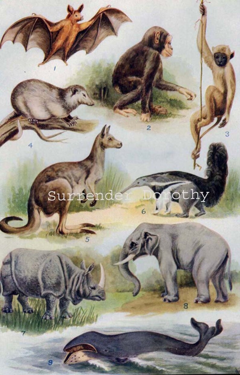 Bat Ape Kangaroo Elephant Rhino Whale Mammal Chart Animals Showing ...