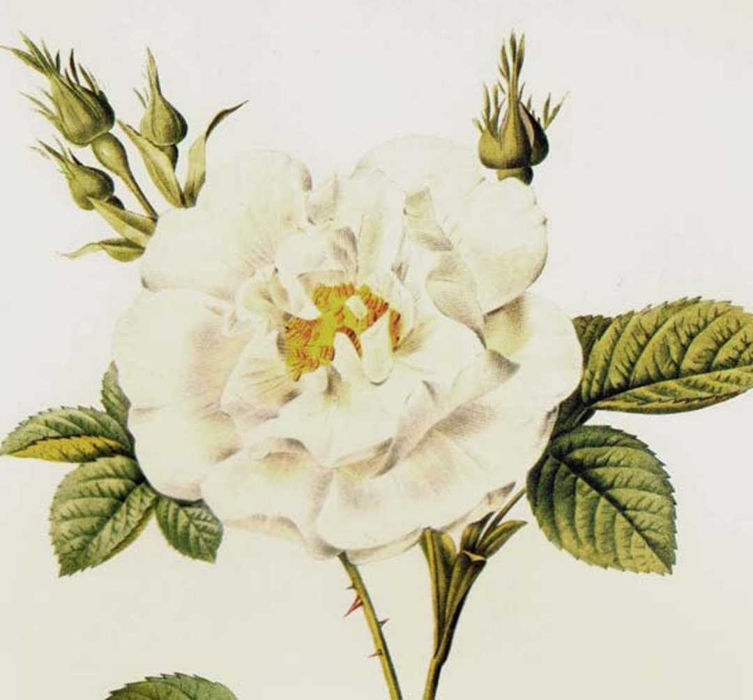 Great Double White Rose Redoute Alba Rosa Vintage Flower Bothanical ...