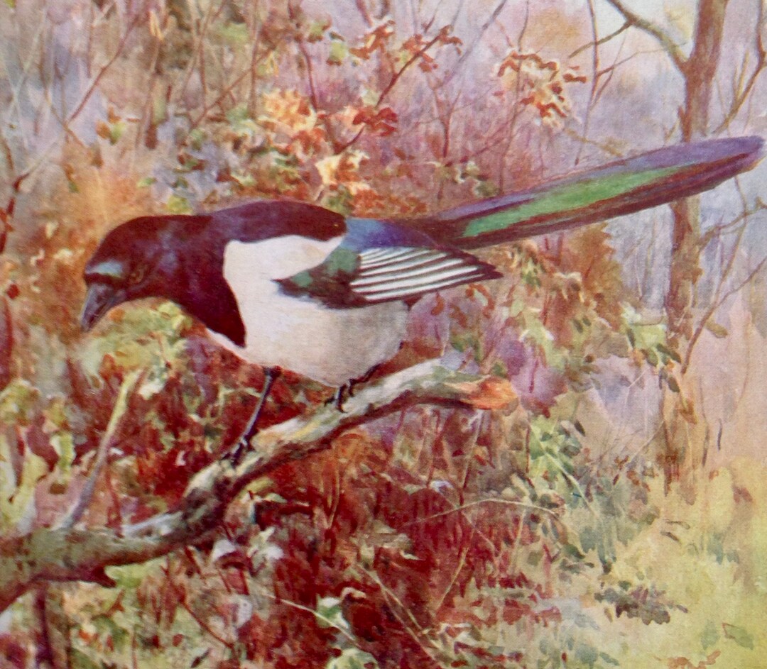 Magpie Bird Lithograph Chart to Frame 1960s European Ornithology Fowl ...