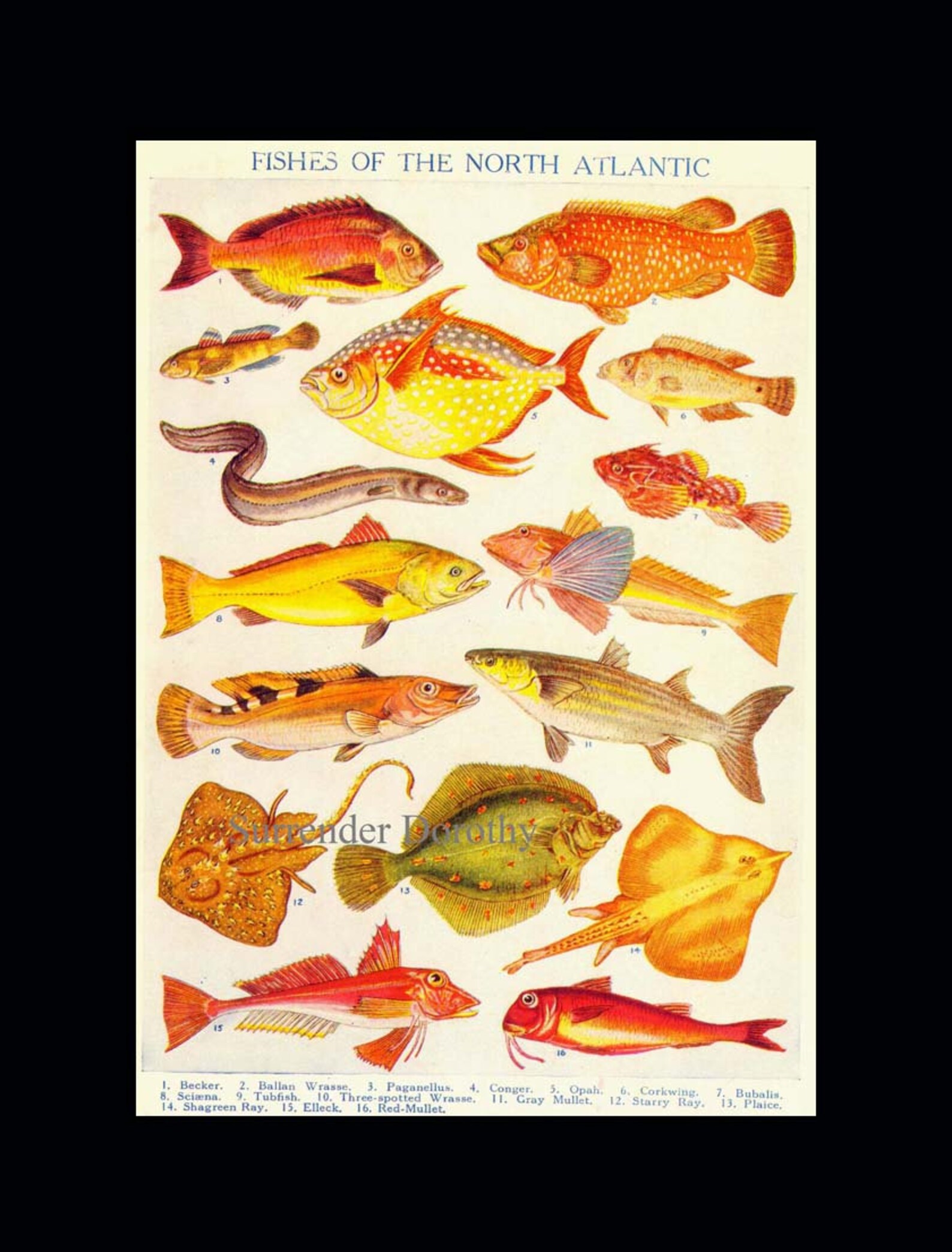 North Atlantic Ocean Fish Ichthyology Natural History Lithograph Chart ...