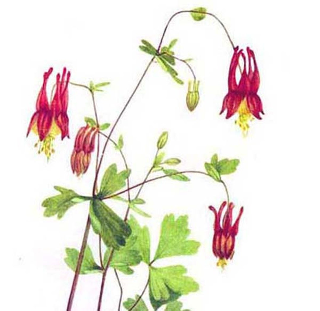 Red Columbine Wild Flowers Vintage 1955 Botanical Herbal Lithograph Art ...