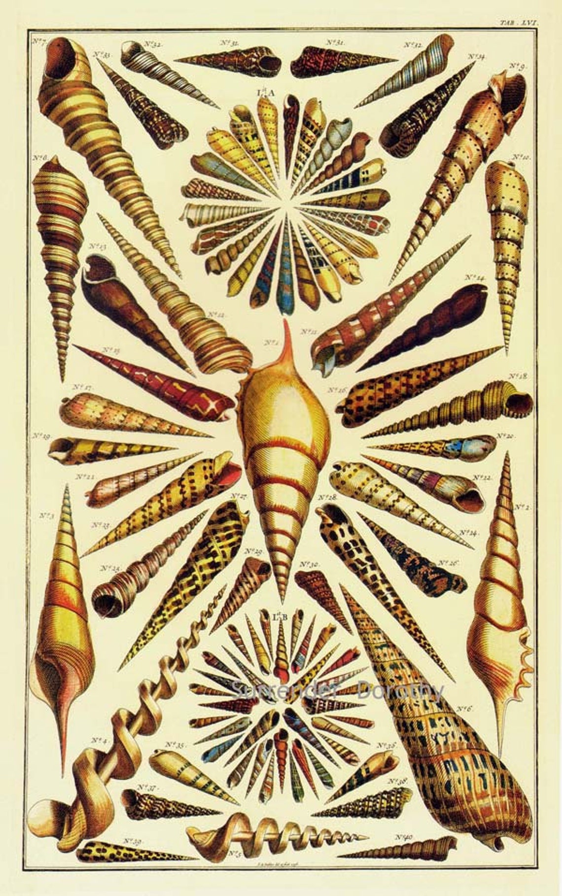 Turret & Auger Shells South Pacific Caribbean Seba Conchology - Etsy