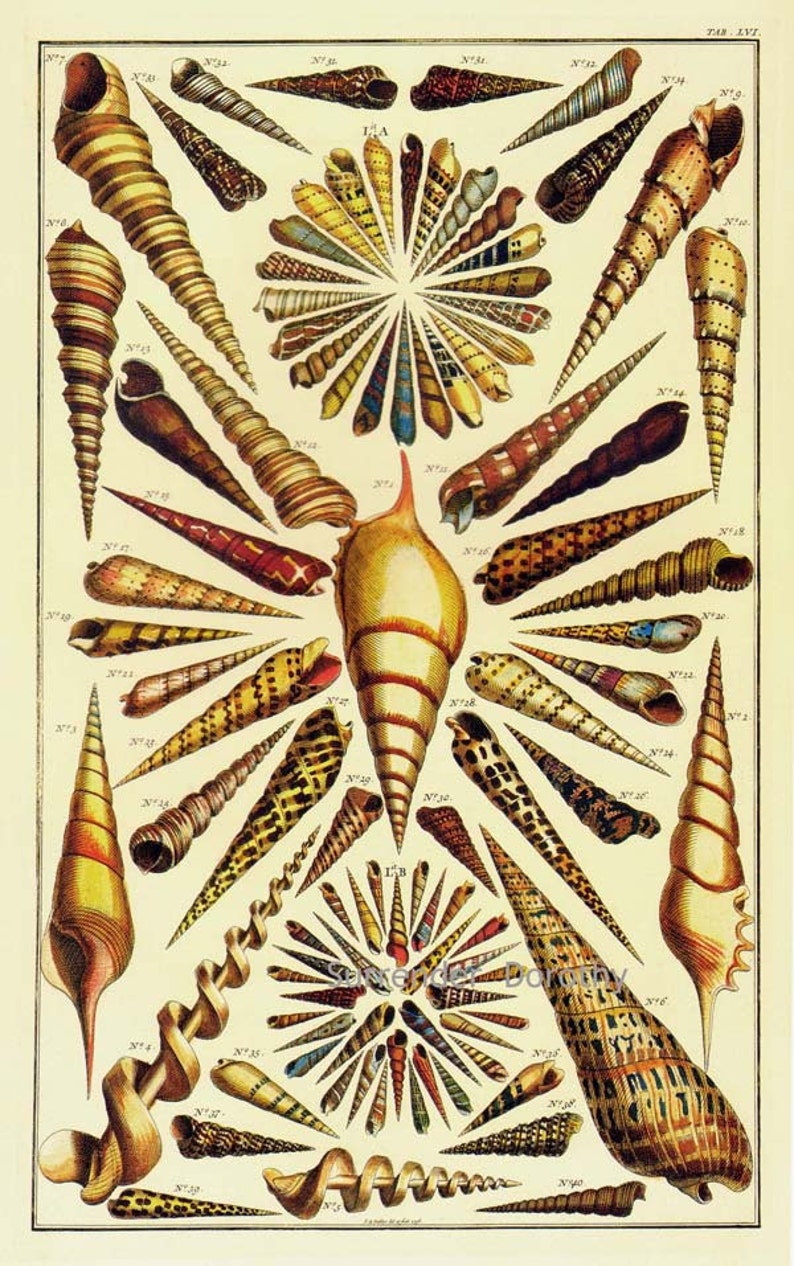 Turret & Auger Shells South Pacific Caribbean Seba Conchology Natural ...