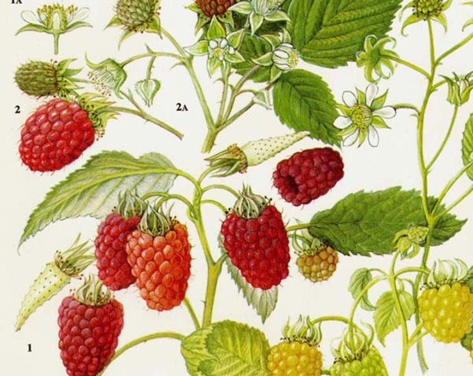 Raspberry Wineberry Fruit Chart Food Botanical Lithograph - Etsy