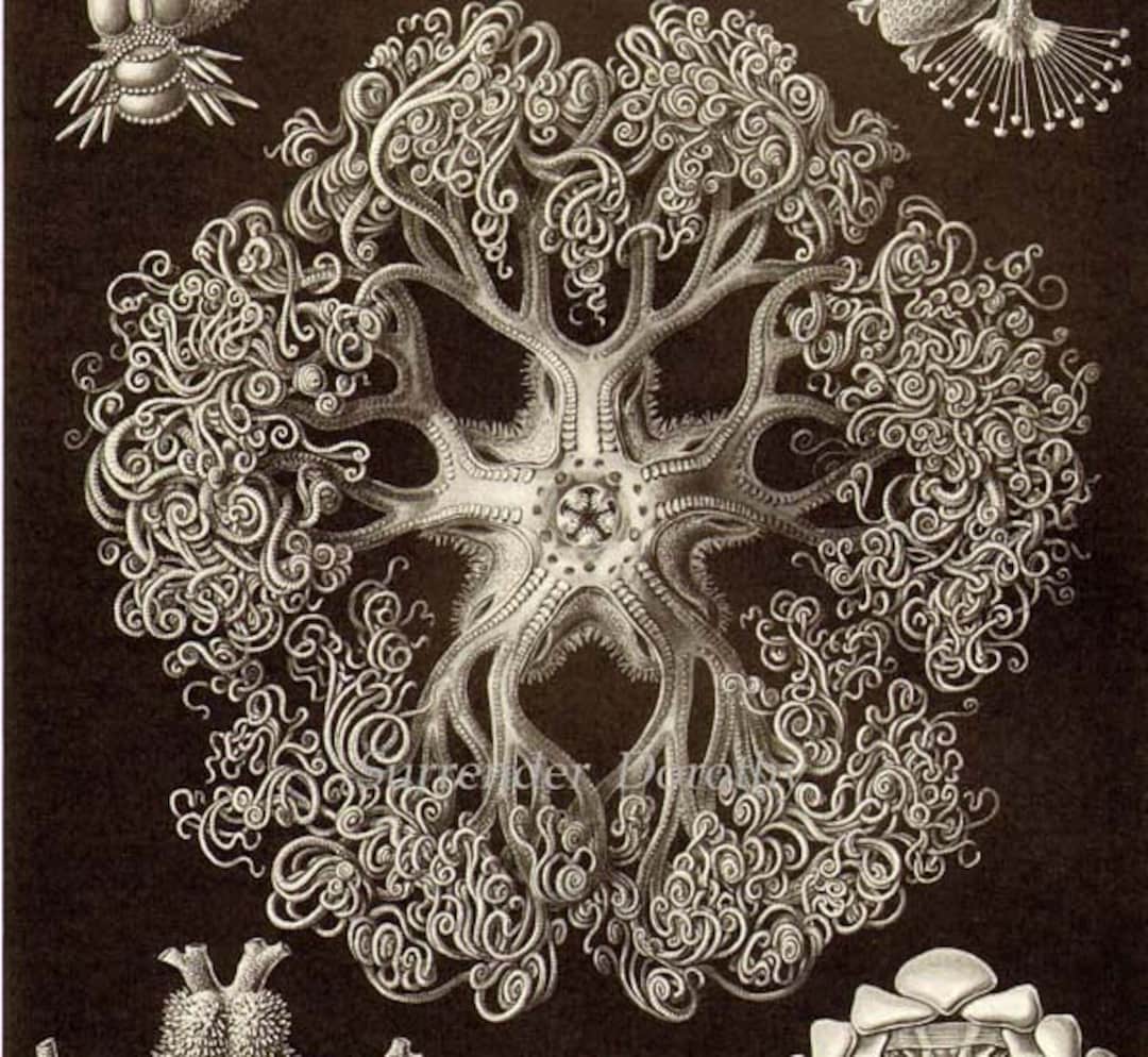 Starfish Giant Basket Star & Coral Haeckel Print Natural History ...