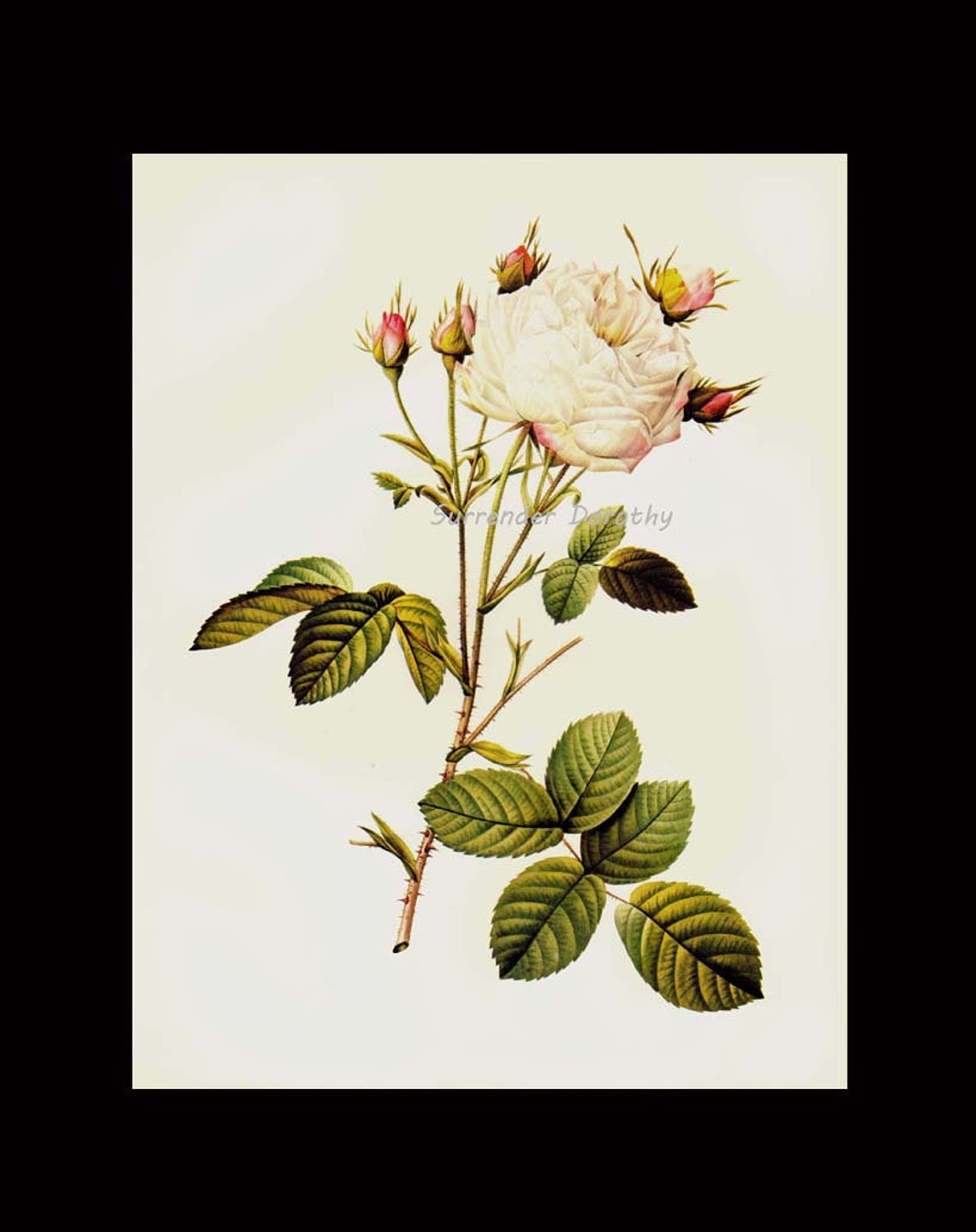 White Provence Rose Redoute Rosa Centifolia Mutabilis Vintage Flower ...