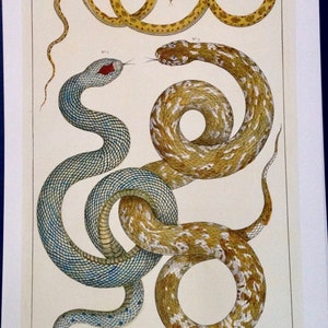 Various Twisted Snakes Serpent Herpetology Seba Natural History ...