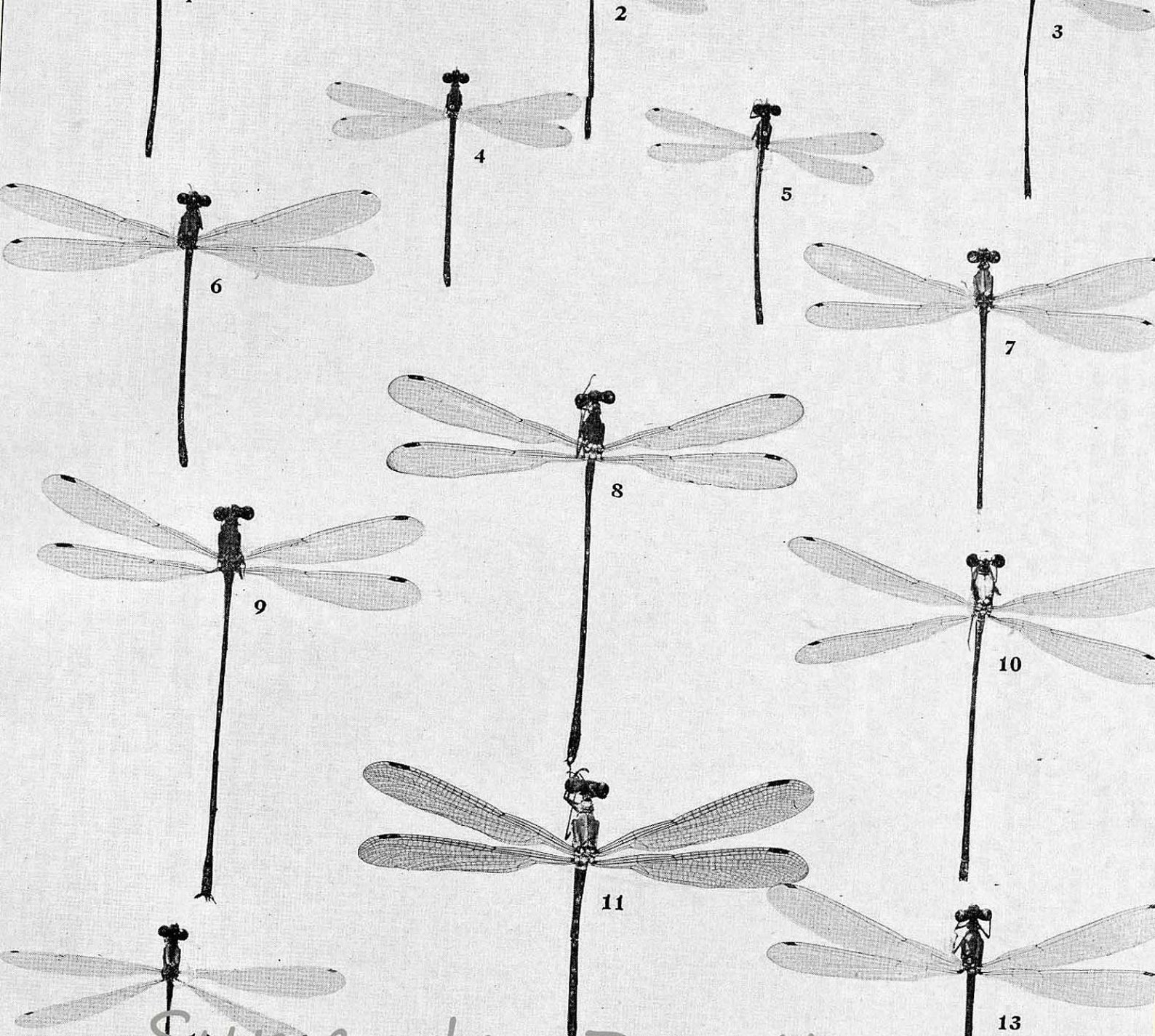 Dragonfly Chart 1907 Entomology Insects Vintage Natural - Etsy