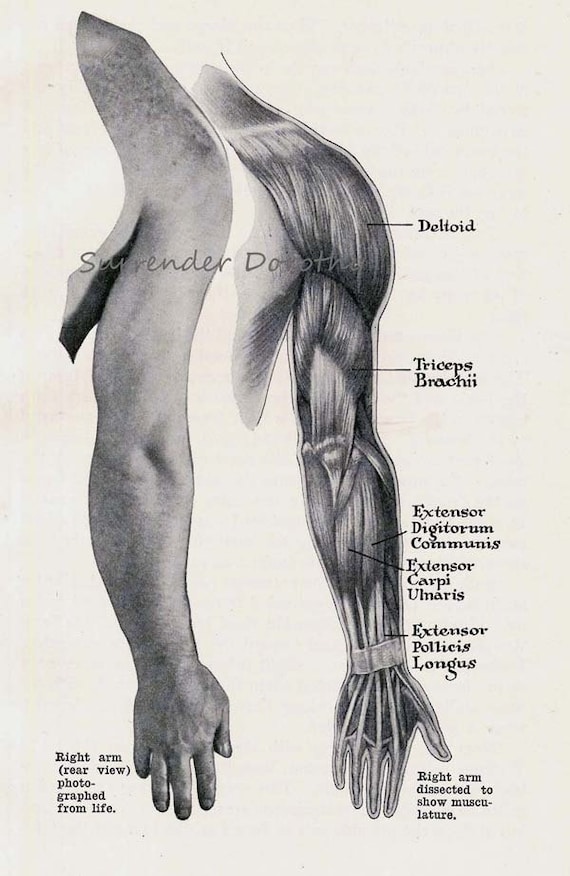Human Forearm Muscles