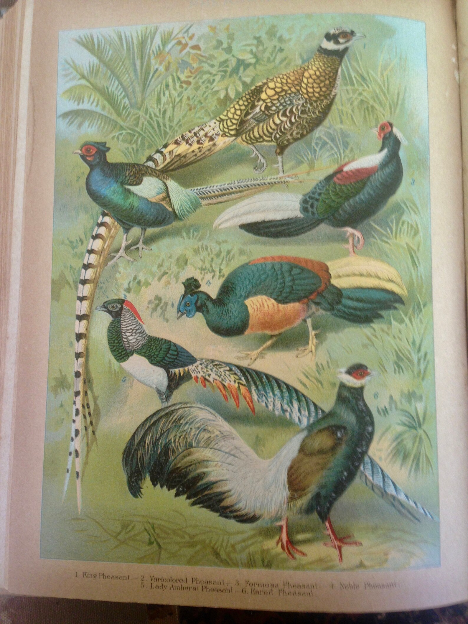 Stories About Animals Every Child Should Know Natural History for the ...