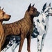 Great Dane Dogs Louis Agassiz Fuertes 1910s Original Edwardian Vintage ...