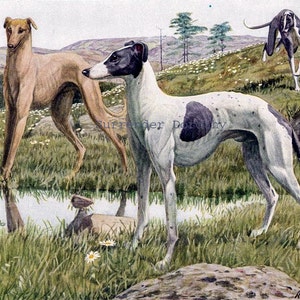 Greyhound Dogs Louis Agassiz Fuertes 1910s Original Edwardian Antique ...