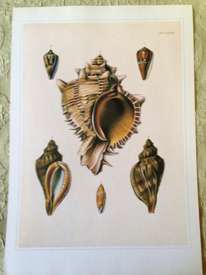 Cabbage Murex Shells Conchology Natural History Seashell Lithograph ...