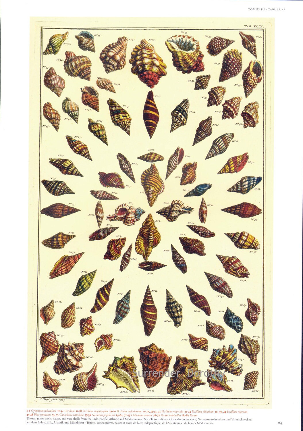 Cone Auger & Turret Shells South Pacific Caribbean Vintage - Etsy