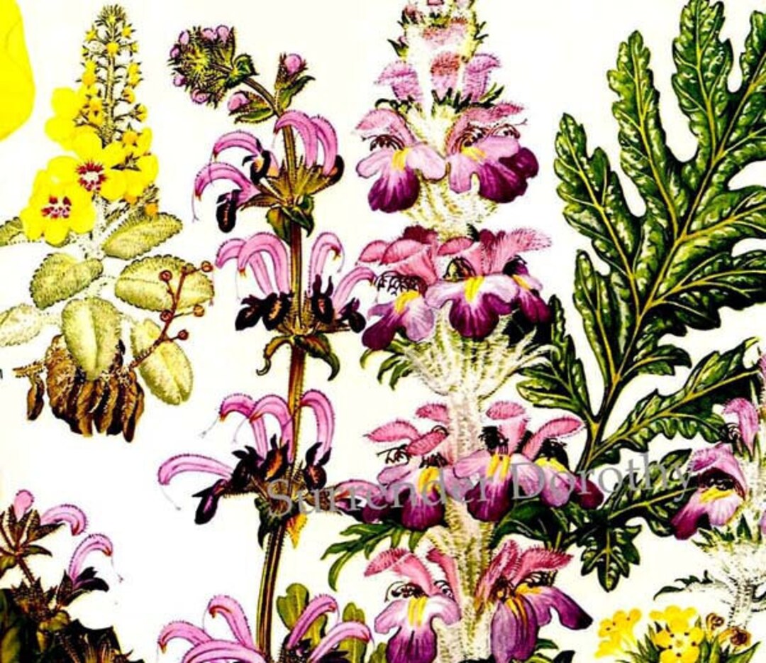 Prophet Flower & Salvia Indica Middle East Botanical Exotica 1969 ...
