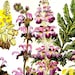 Prophet Flower & Salvia Indica Middle East Botanical Exotica 1969 ...