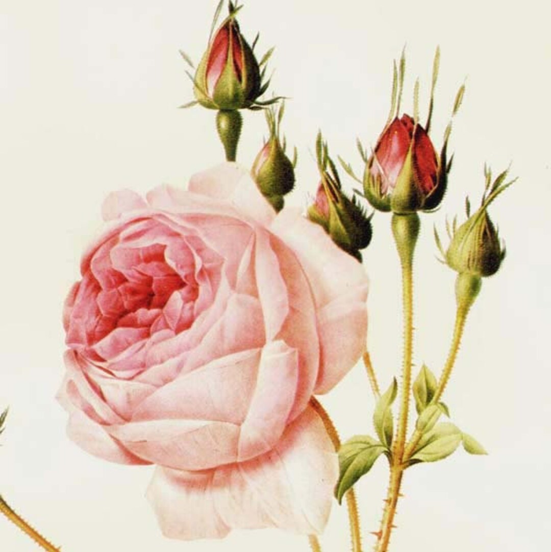 Great Cabbage-leaved Rose Redoute Rosa Centifolia Bullata Vintage ...