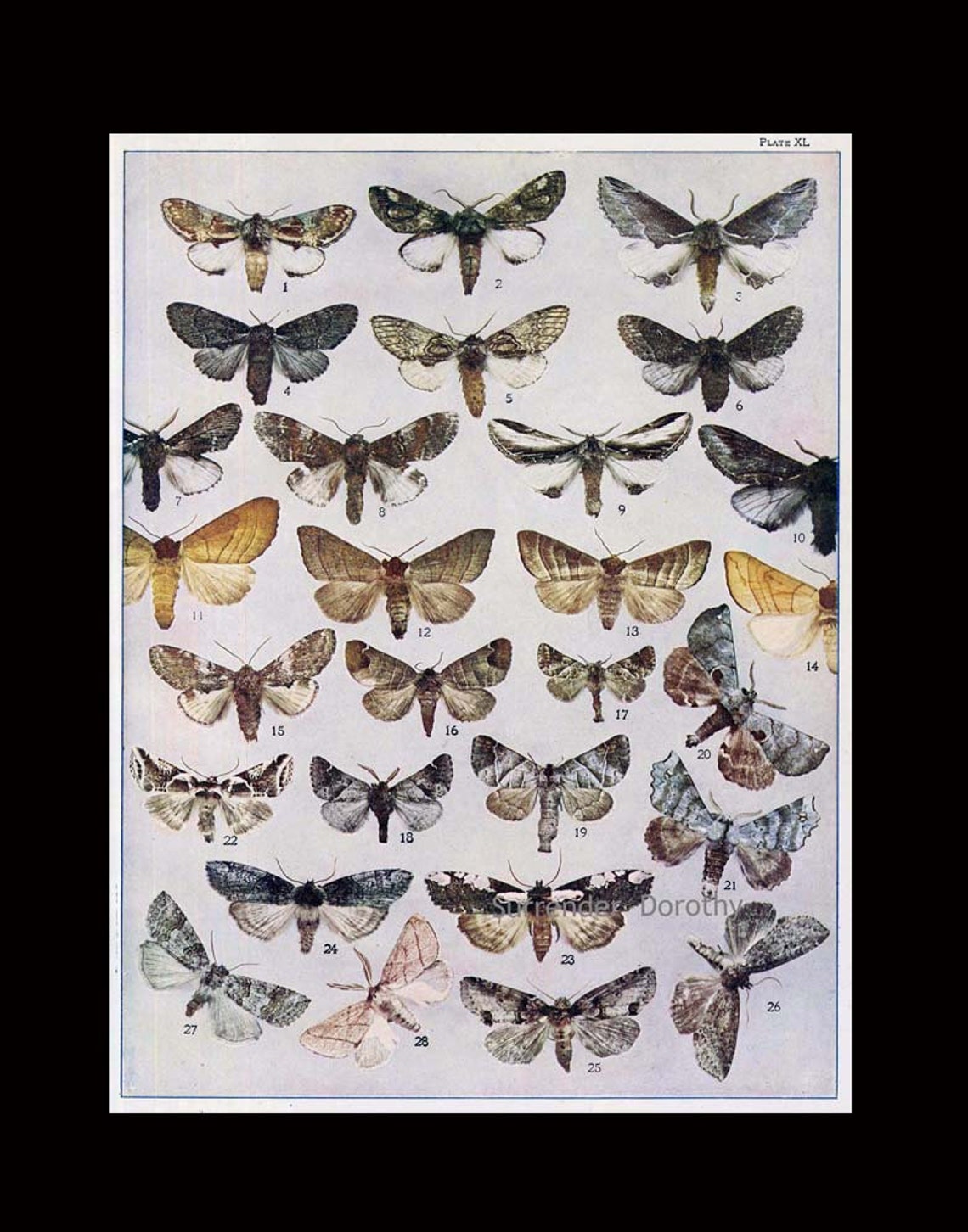 Hypereschra Lophodonta Pheosia Moth Chart 1908 Vintage - Etsy
