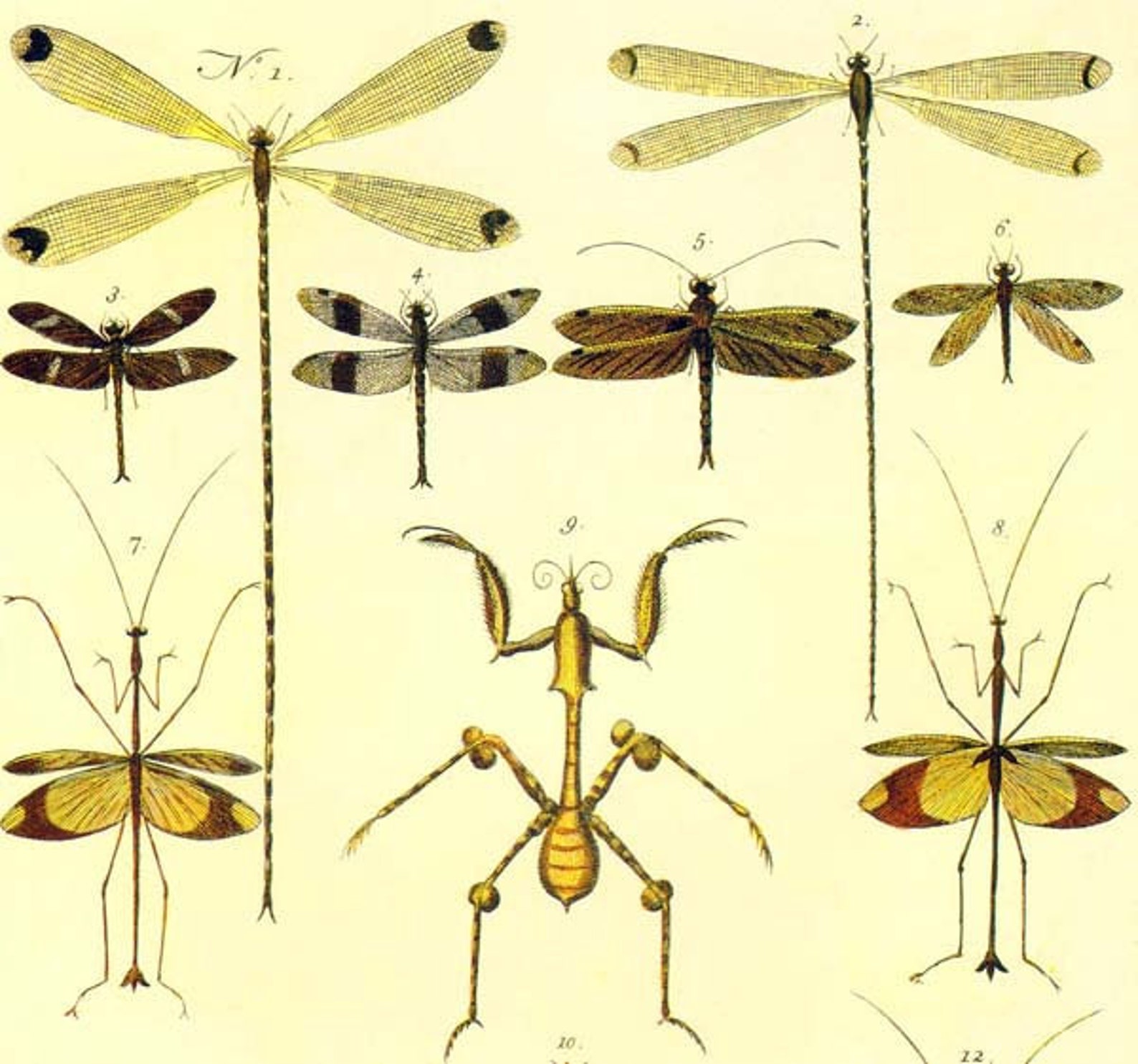 Dragonfly Praying Mantis & Walking Violin Insects Seba Entomology ...