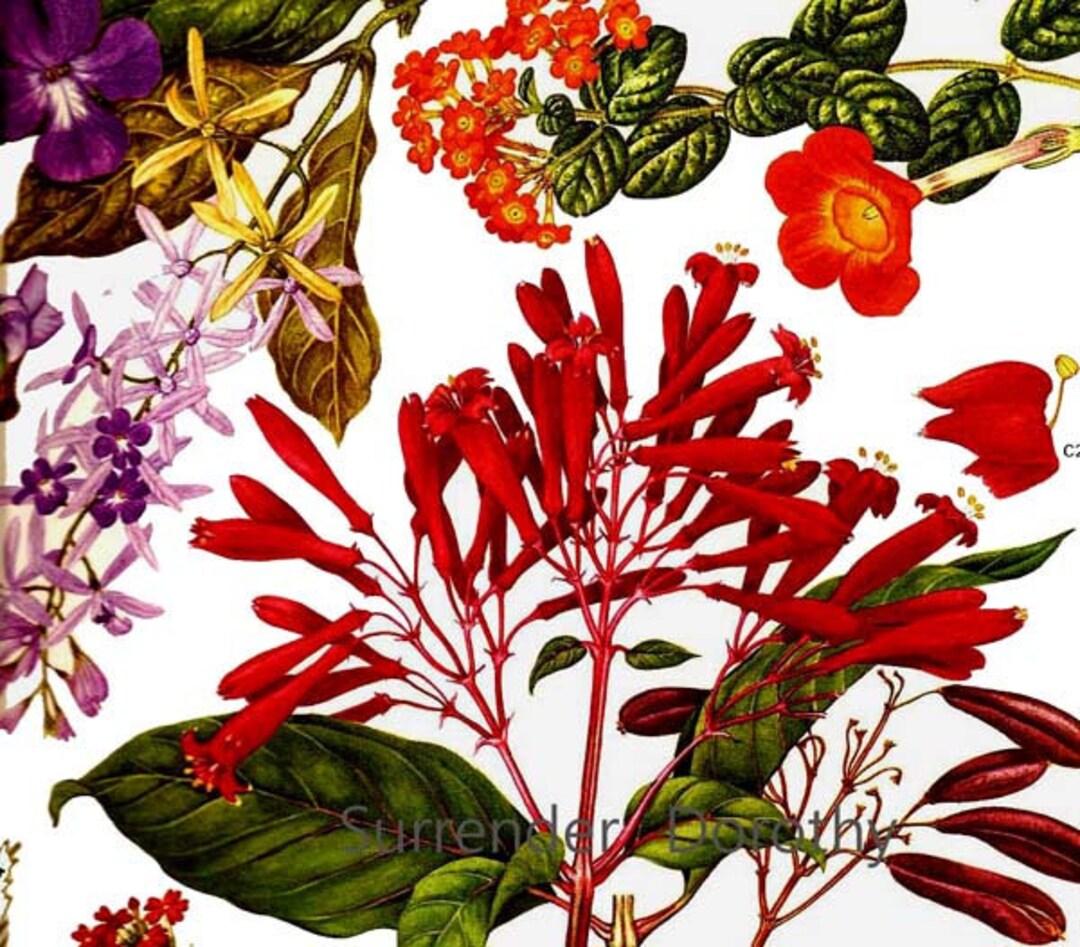 Verbena Flowers Vines Central South America Botanical Rainforest ...