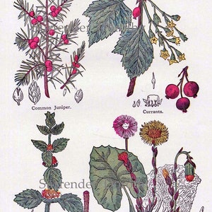Juniper Currant Hoarhound Colt's Foot 1907 Healing Medicinal Plant ...