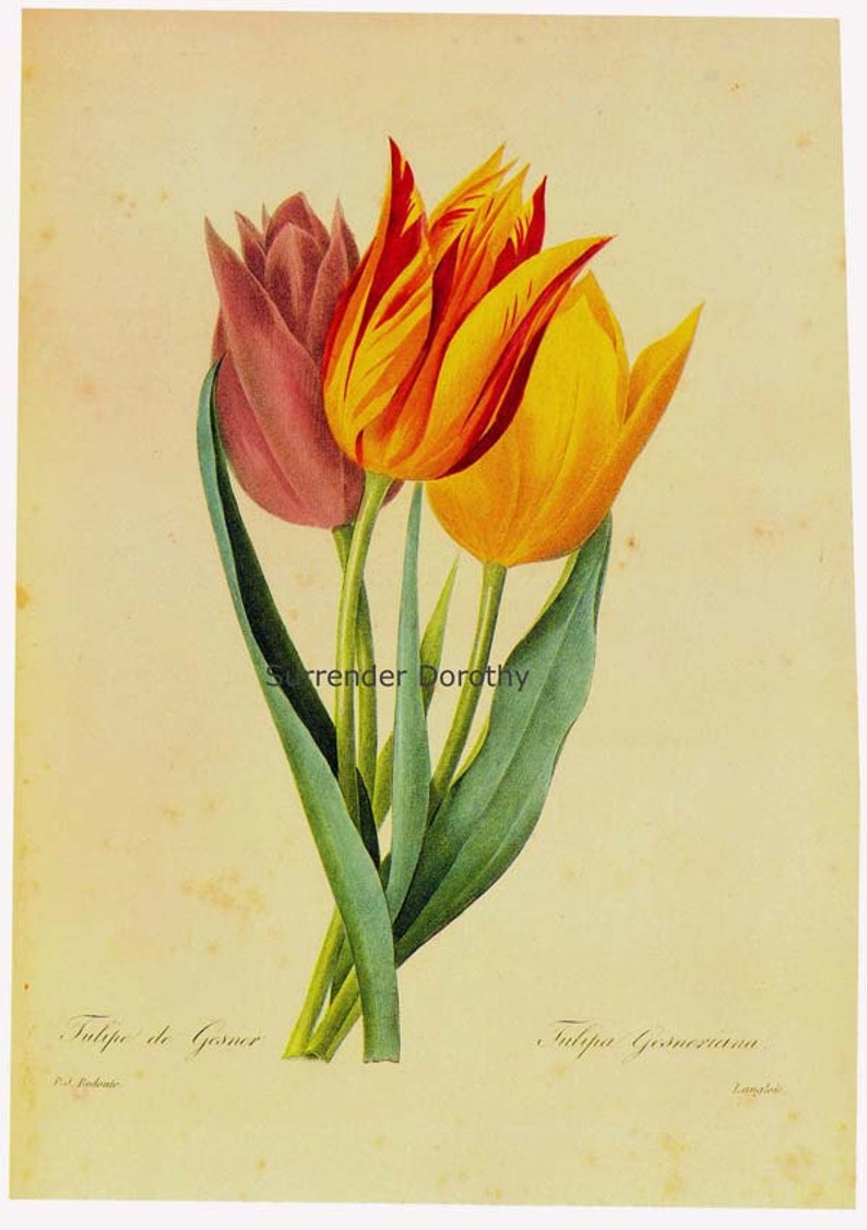 Painted Tulip Flowers Vintage Lithograph Poster Print by - Etsy