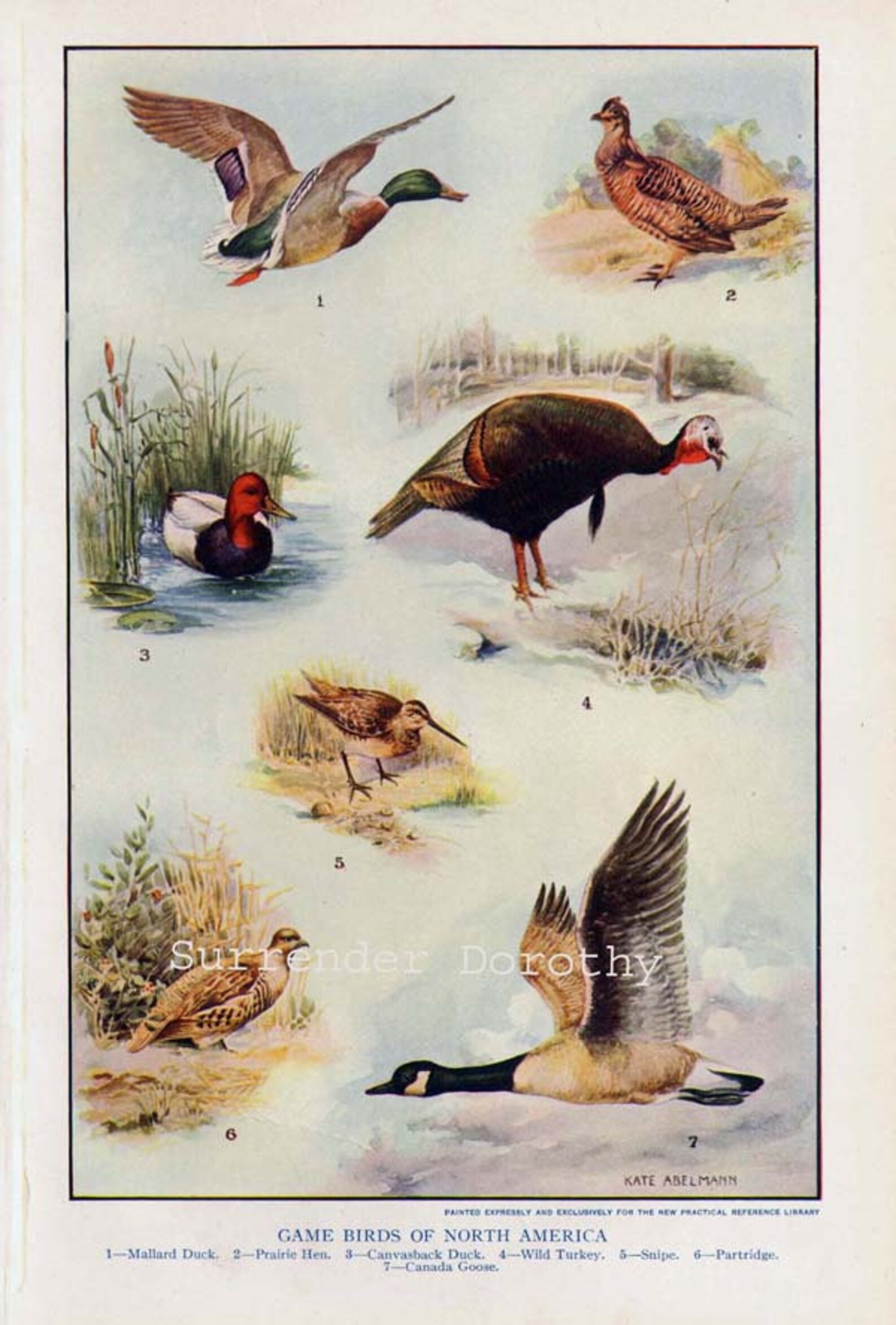 Game Birds North America Chart Natural History Lithograph Art | Etsy