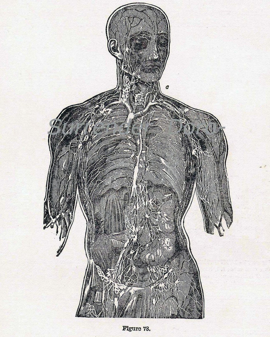 Lymphatic System Human Anatomy Vintage Edwardian Antique - Etsy