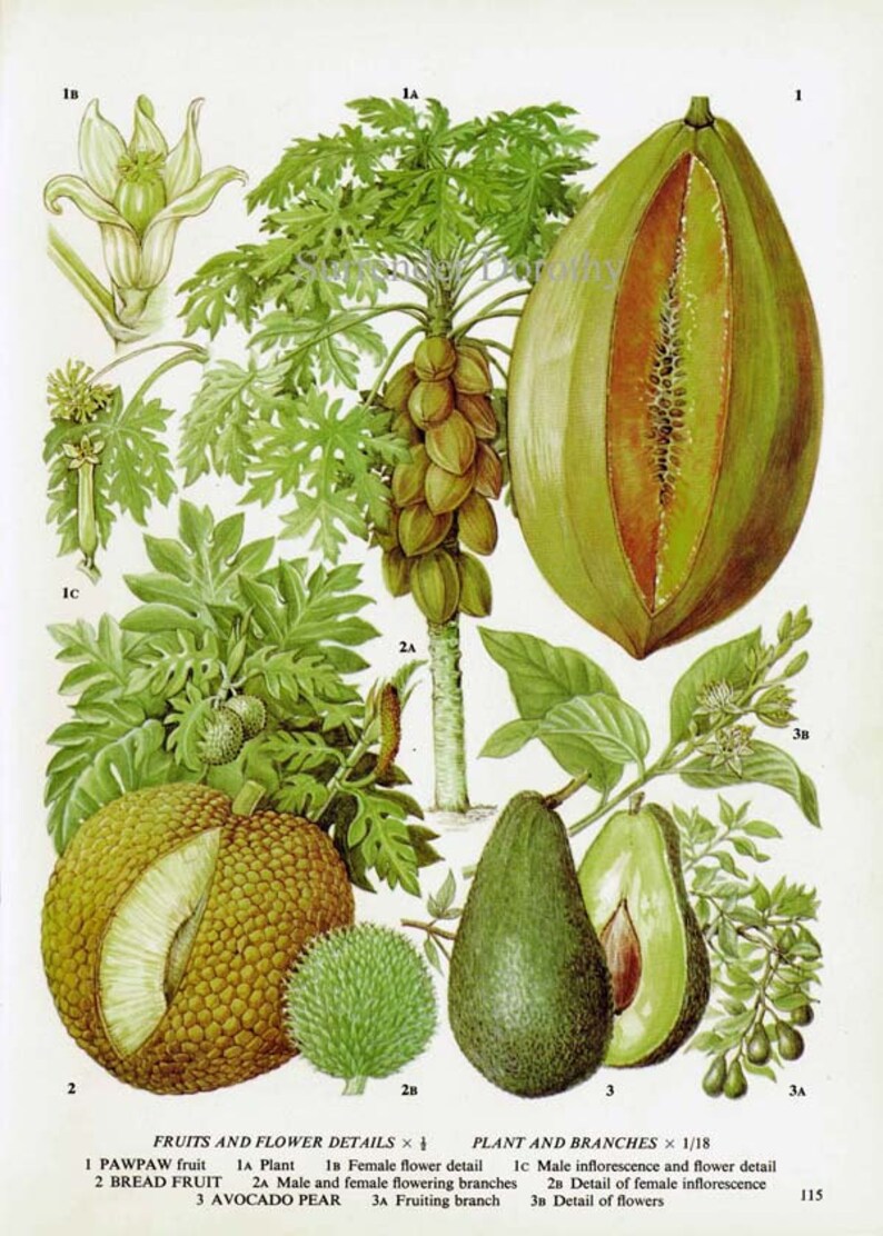 Avocado Breadfruit Pawpaw Tropical Fruit Flower Chart Food Botanical ...