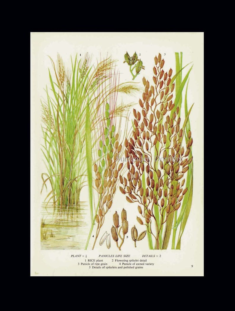 Rice Plant Cereal Grain Food Chart Botanical Lithograph - Etsy