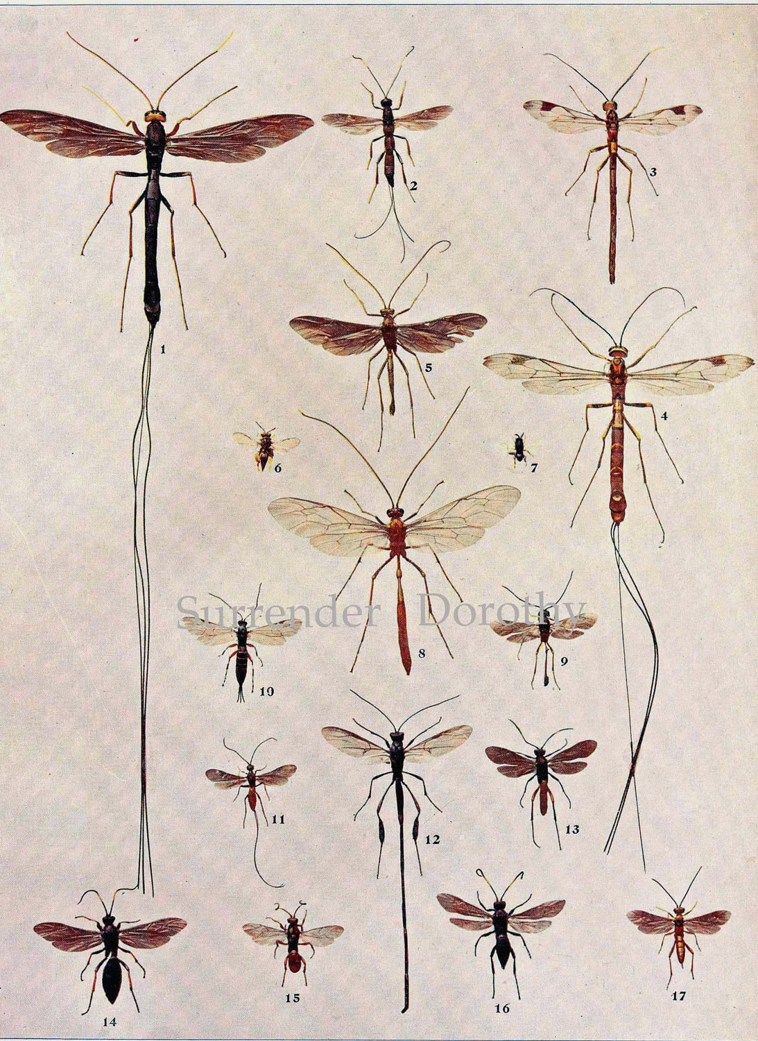 Ichneumon Wasp Facts