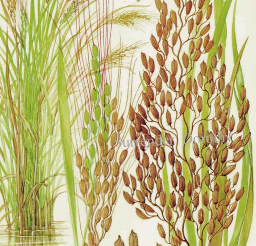 Rice Plant Cereal Grain Food Chart Botanical Lithograph Illustration ...