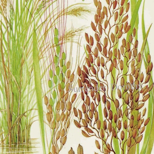 Wheat Cereal Grain Food Chart Botanical Lithograph - Etsy